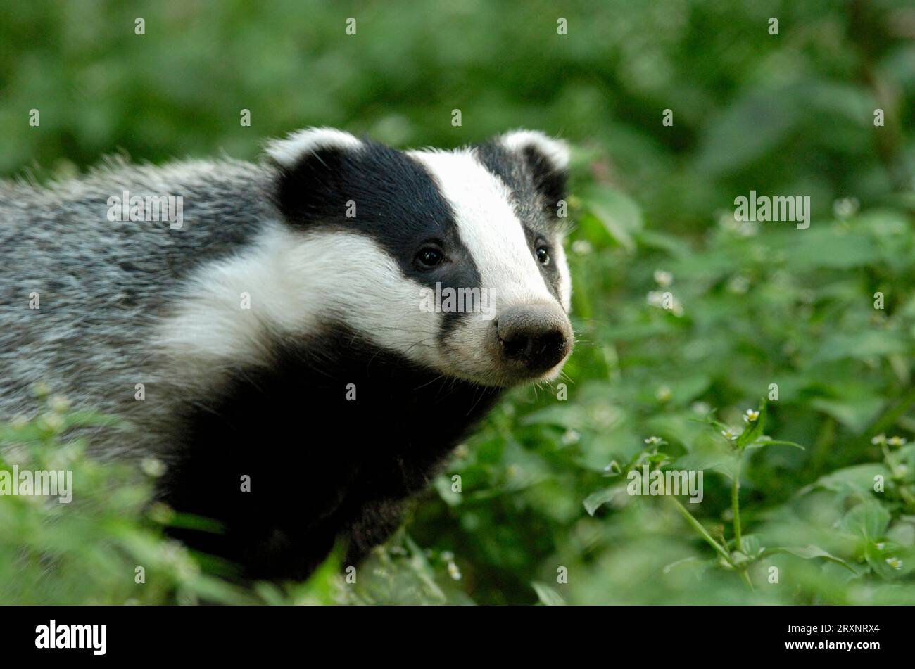 European badger (Meles meles), Hesse, Germany Stock Photo - Alamy