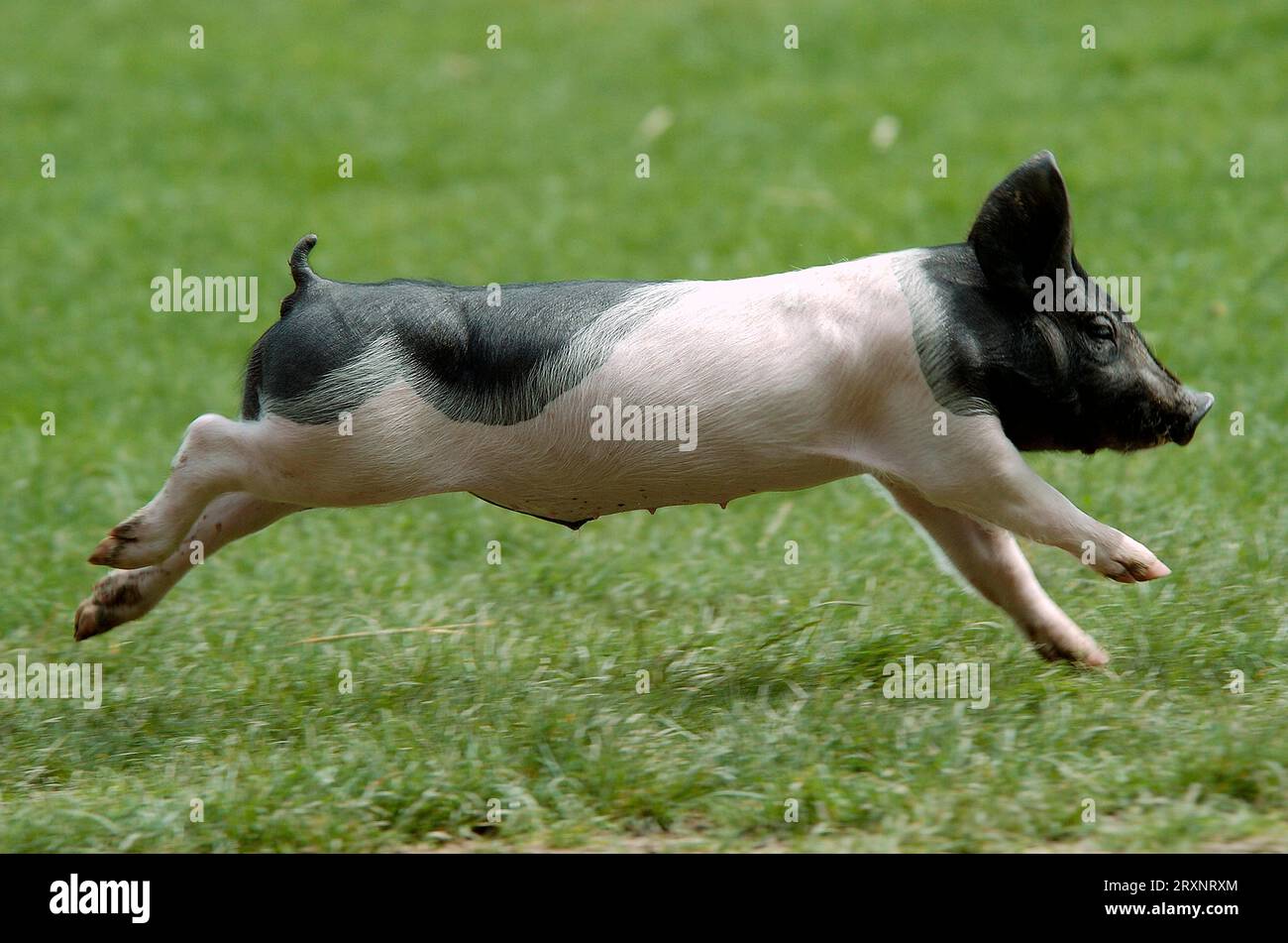 Swabian-Hallow pig, piglets, pigs, lateral, detachable Stock Photo - Alamy