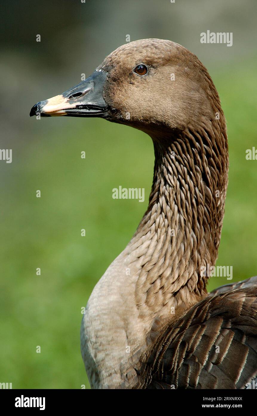 Bean Goose (Anser fabalis), lateral, side Stock Photo - Alamy
