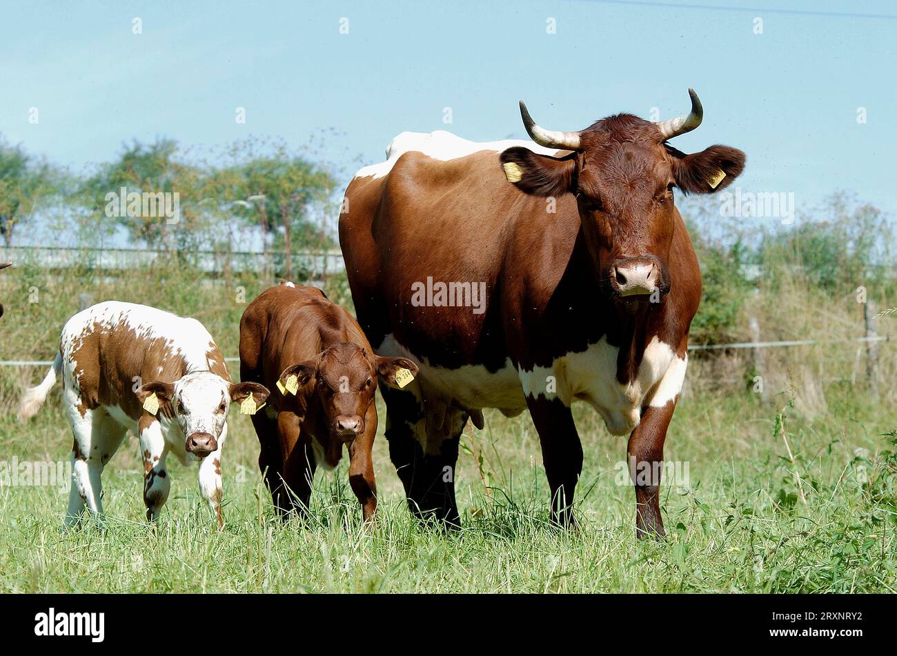 Pinzgauer cow with calves, calf, little calf, cow, cows Stock Photo - Alamy