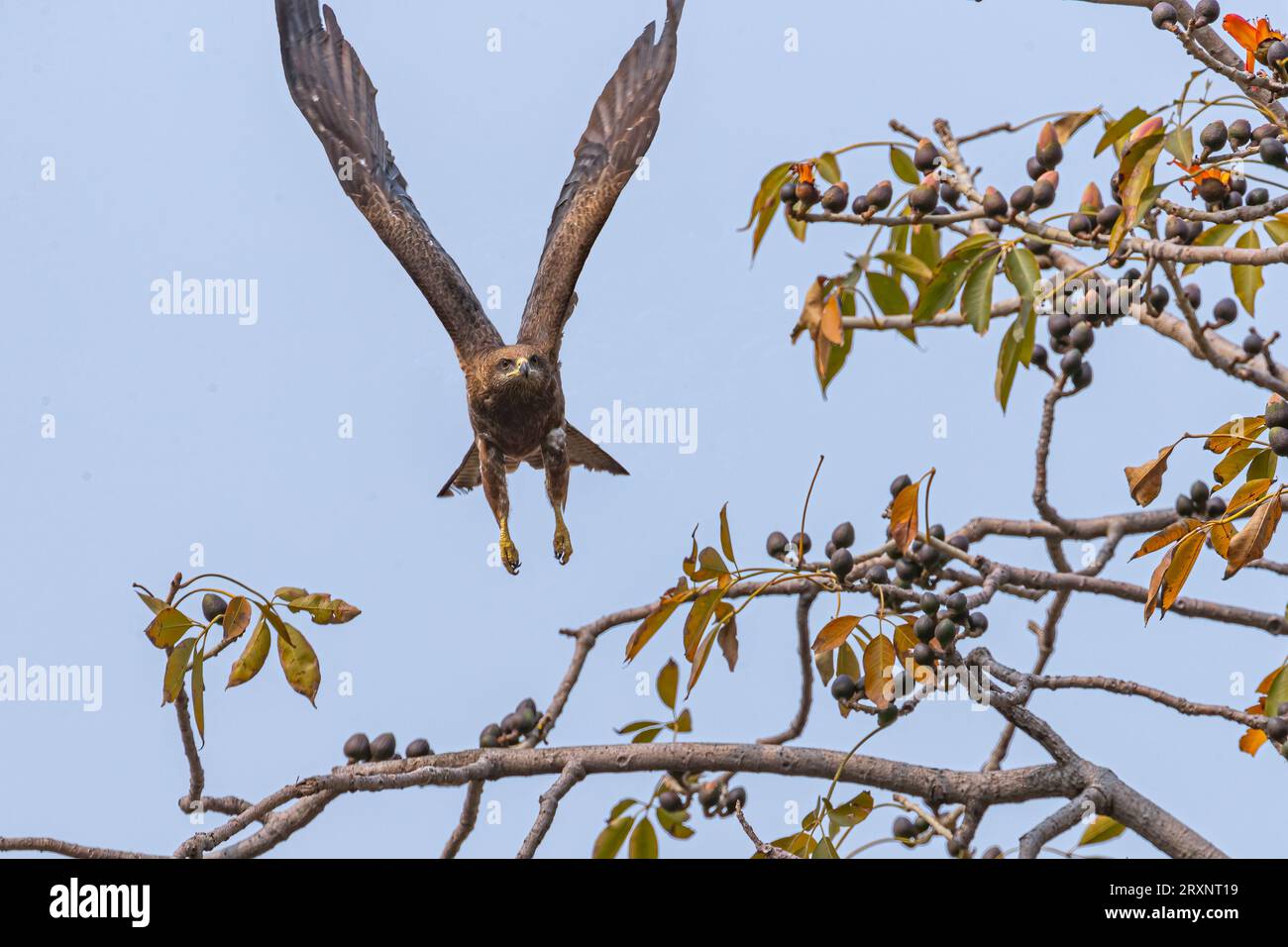 A Black Kite taking off from a tree Stock Photo - Alamy