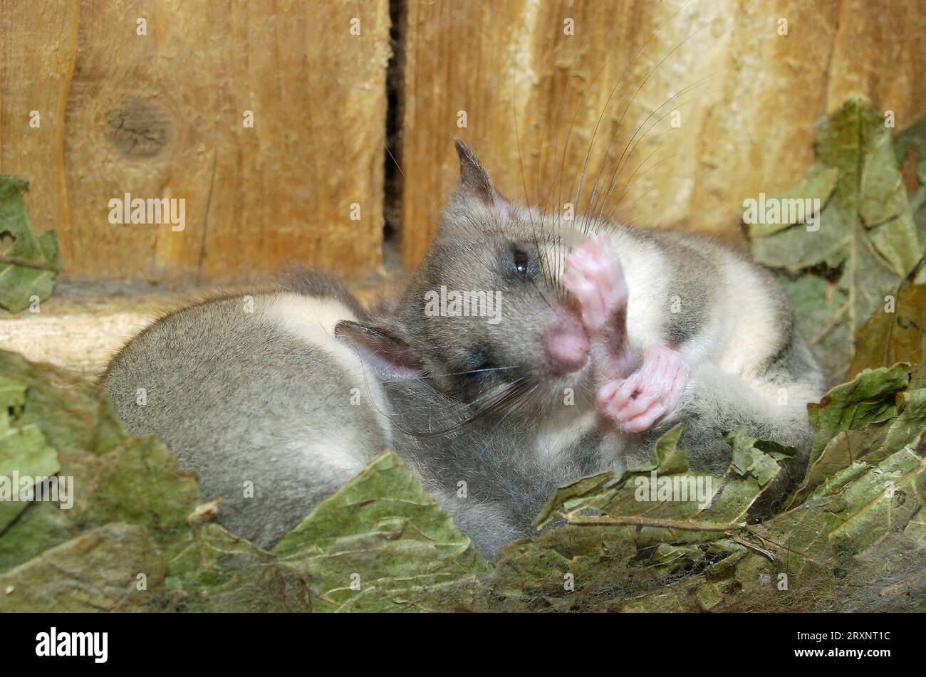 Edible dormouse (Glis glis) in nest box, dormouse, Germany Stock Photo ...