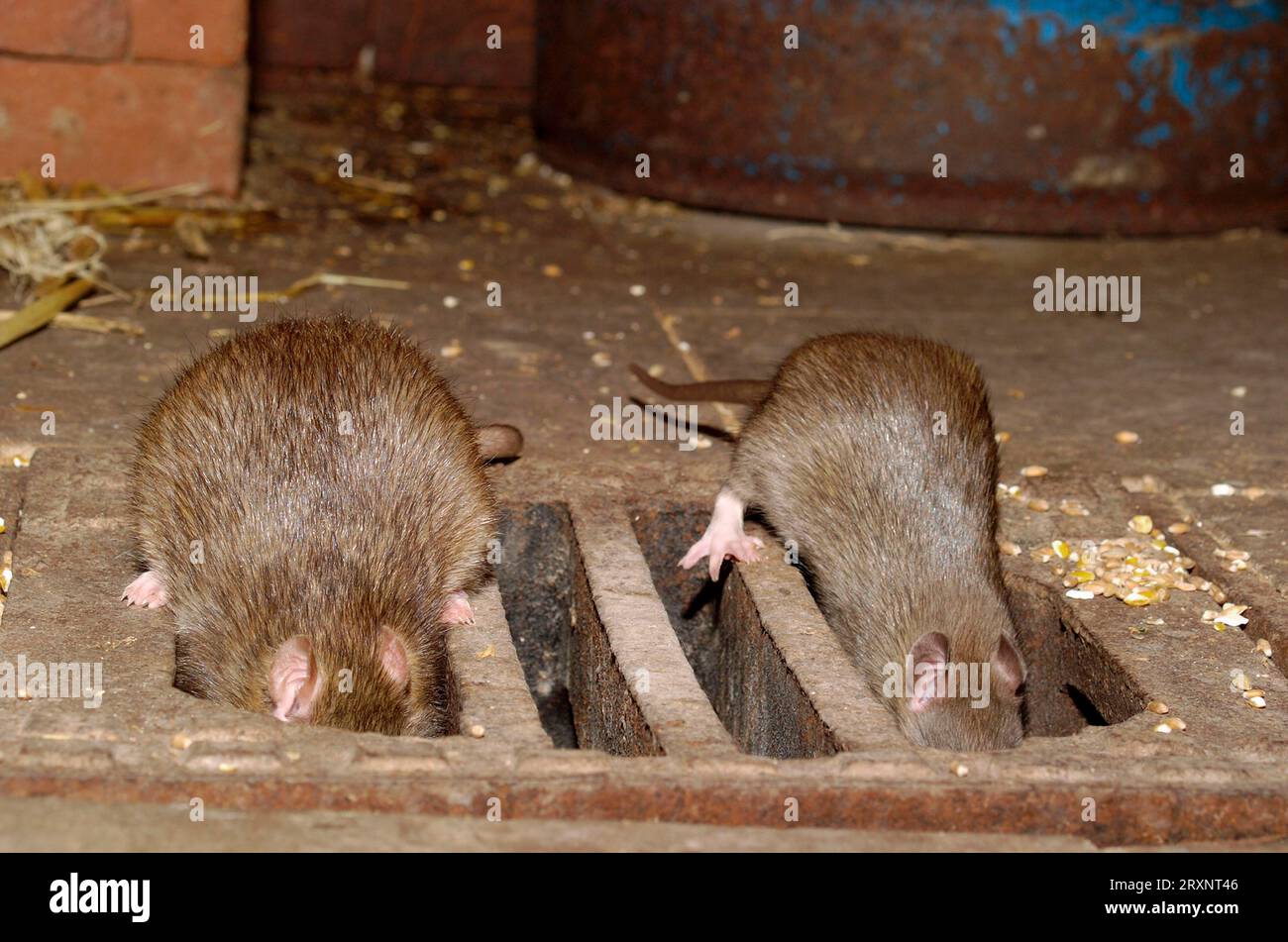 Brown rat (Rattus norvegicus) look into manhole covers Stock Photo - Alamy