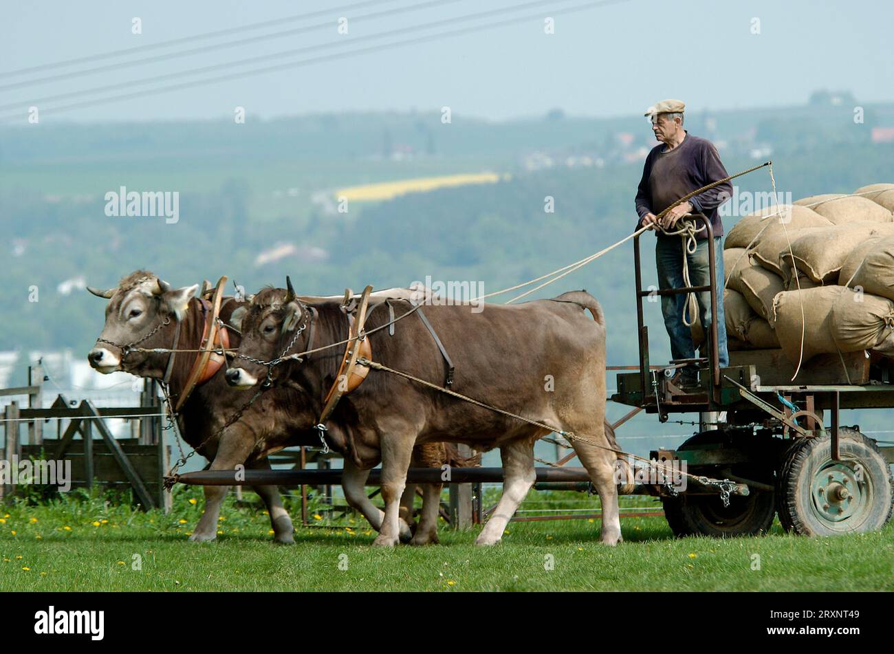 Farmer ox team hi-res stock photography and images - Alamy
