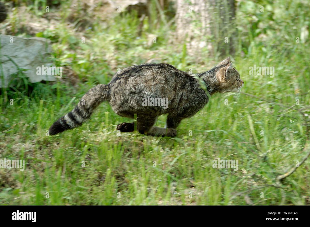 Ancient wild cat hi-res stock photography and images - Alamy