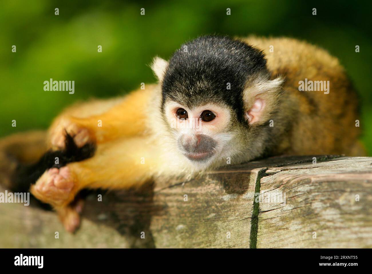 Common squirrel monkey (Saimiri sciureus), Captive, Nederland, Holland ...