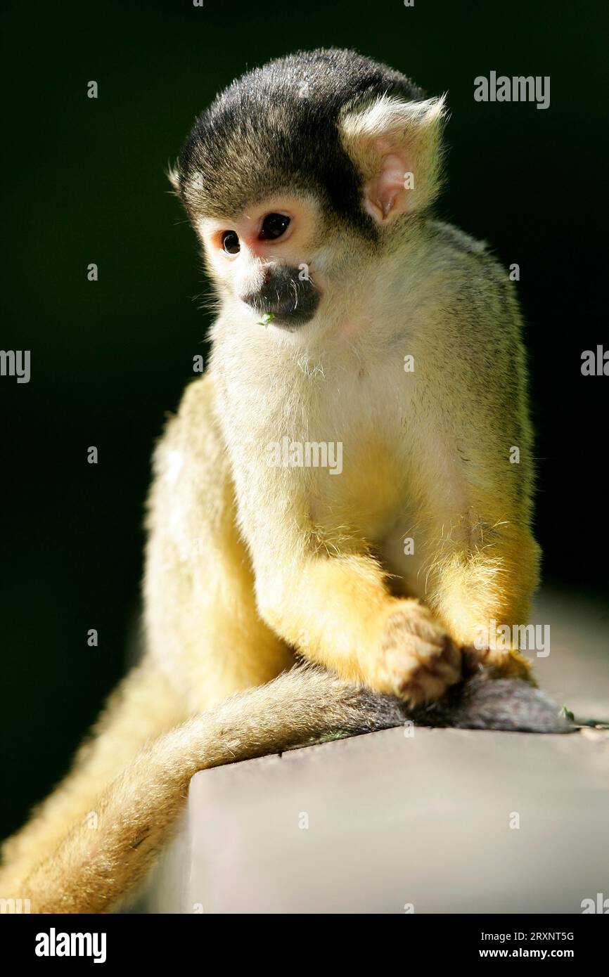 Common squirrel monkey (Saimiri sciureus), Captive, Nederland, Holland ...