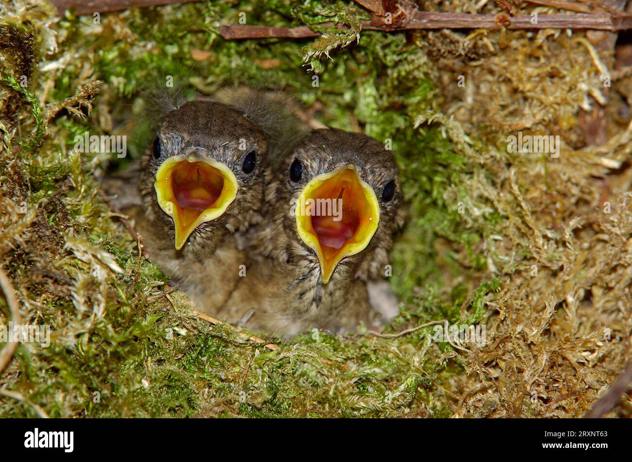 Eurasian wren (Troglodytes troglodytes), nest with begging young birds ...