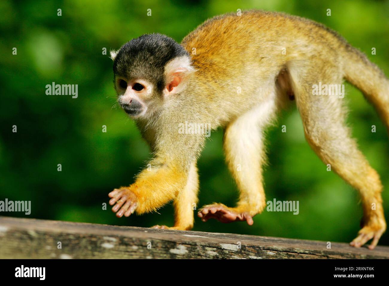 Common squirrel monkey (Saimiri sciureus), captive, Nederland, Holland ...