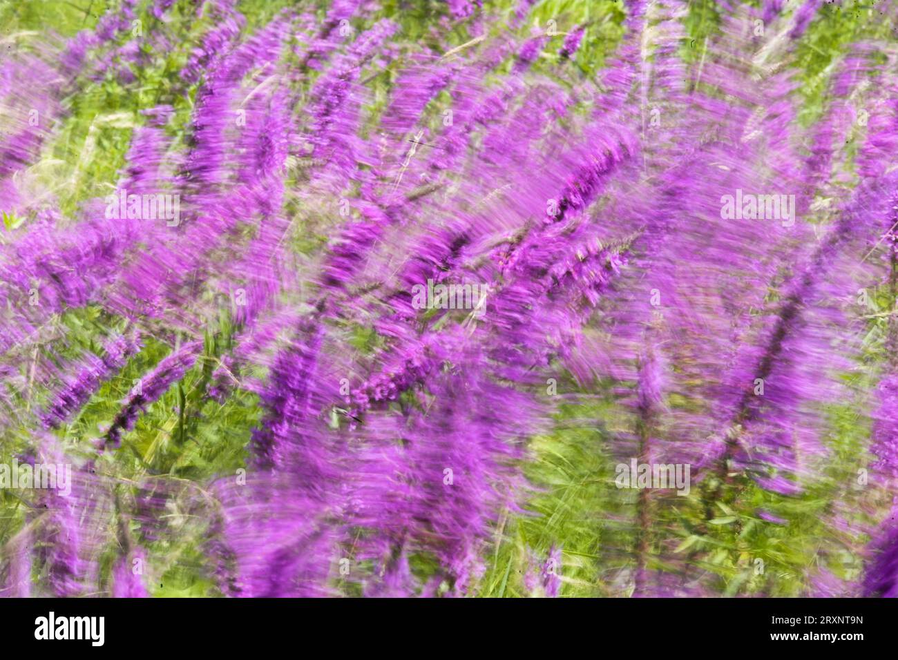 Purple loosestrife (Lythrum salicaria), purple loosestrife, salicaire ...