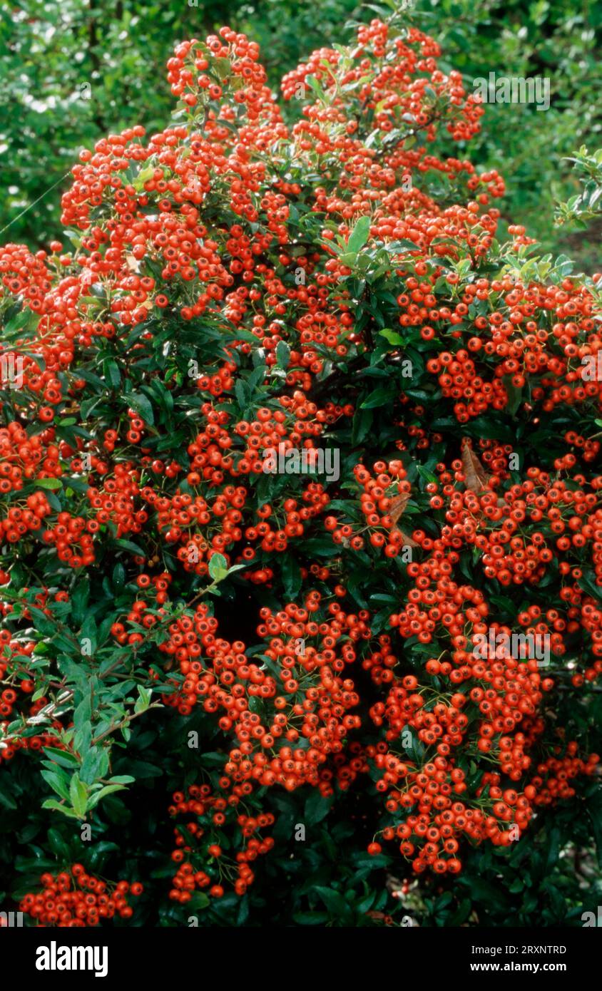 Pyracantha red column hi-res stock photography and images - Alamy
