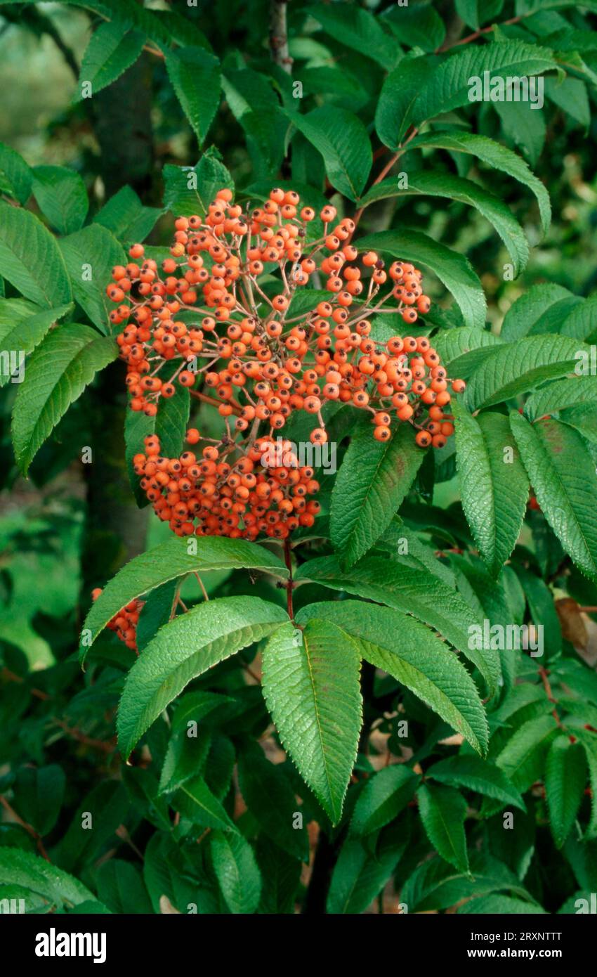 Sorbus sargentiana hi-res stock photography and images - Alamy