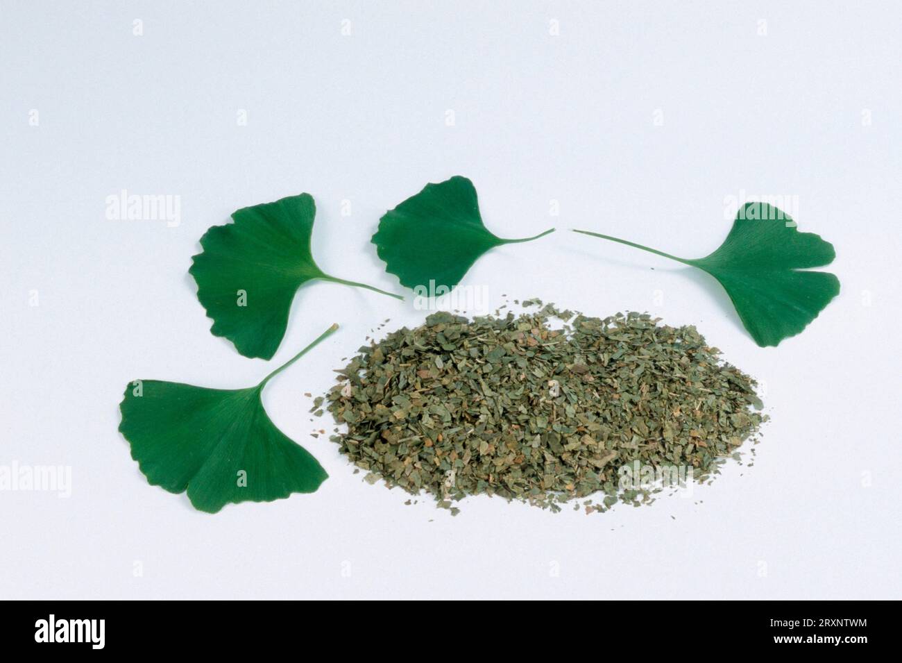 Maidenhair tree leaves (Ginkgo biloba) fresh and dried Stock Photo - Alamy