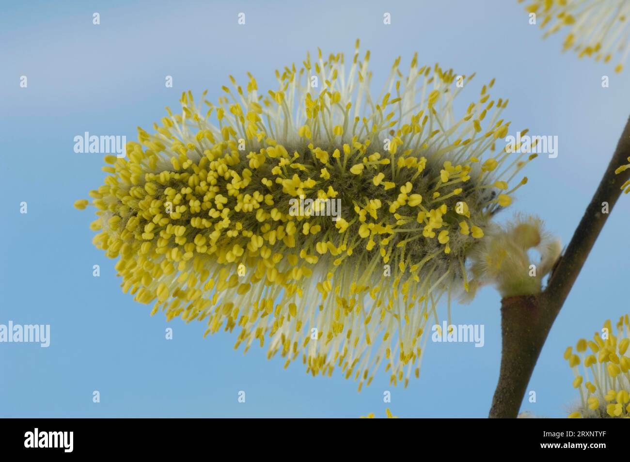 Goat Willow (Salix caprea), male catkin, Sal-willow, male willow catkin ...