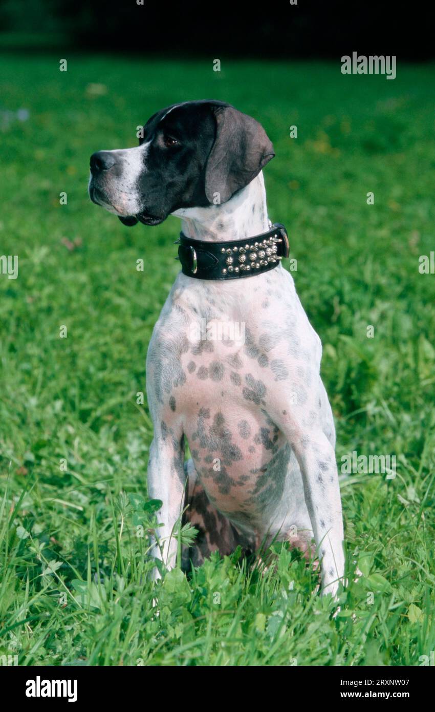 English pointer, collar Stock Photo - Alamy