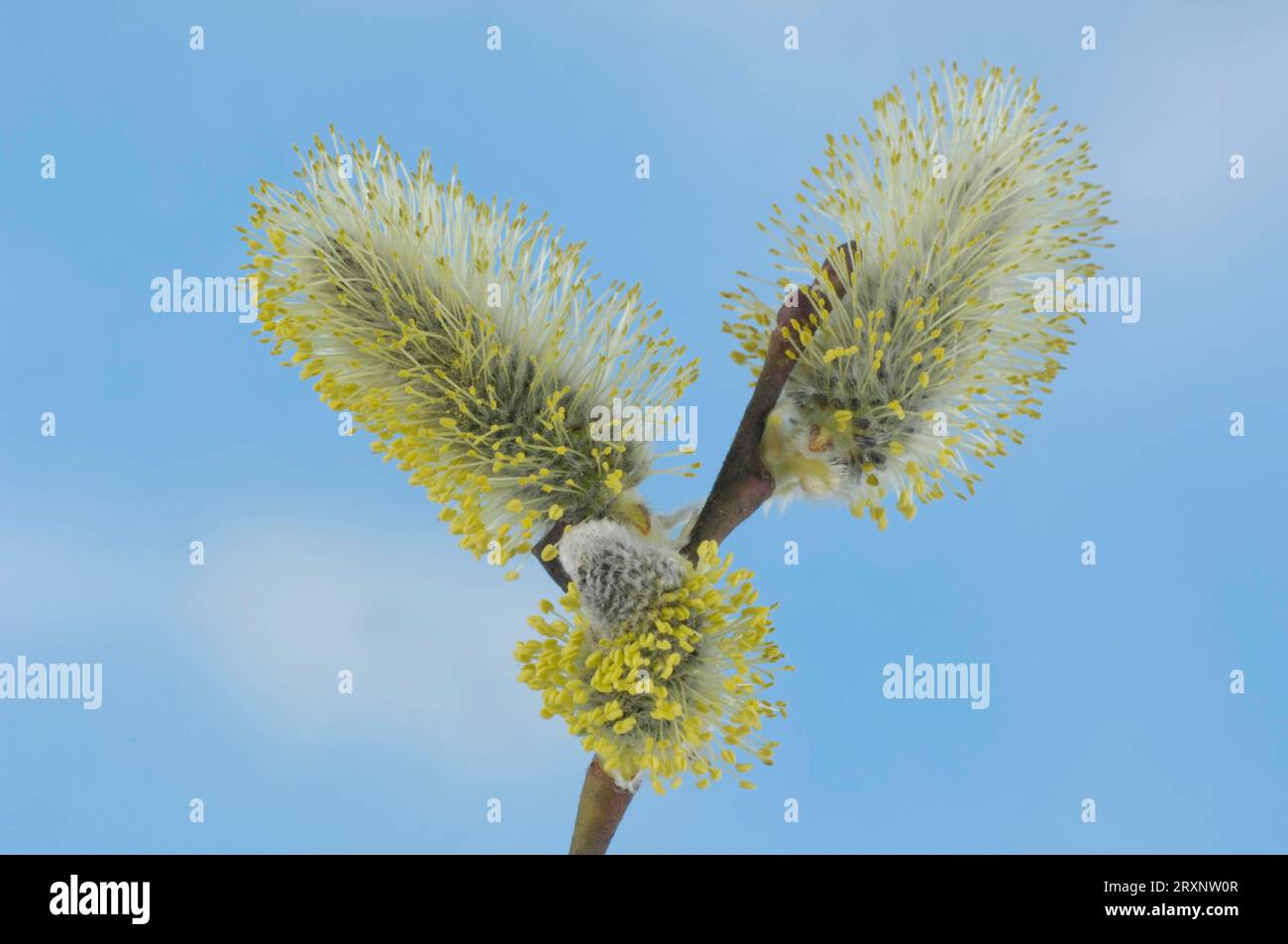 Goat Willow (Salix caprea), male catkins, Sal-willow, male willow ...