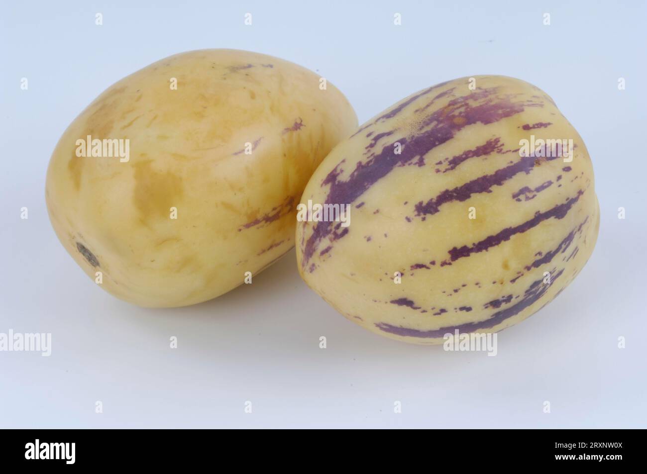 Pepinos (Solanum muricatum), Pepino, Dulce, Melon shrub Stock Photo - Alamy