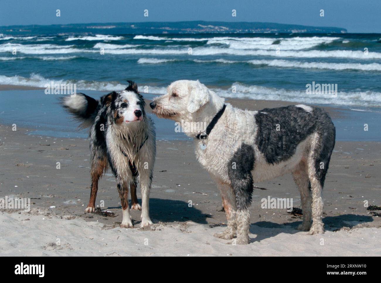 Australian Shepherd and sheared Bobtail, Australian Shepherd and ...