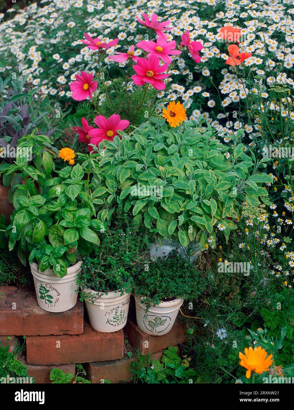 Flower pots with garden Common sage, thyme, basil (Ocimum basilicum ...