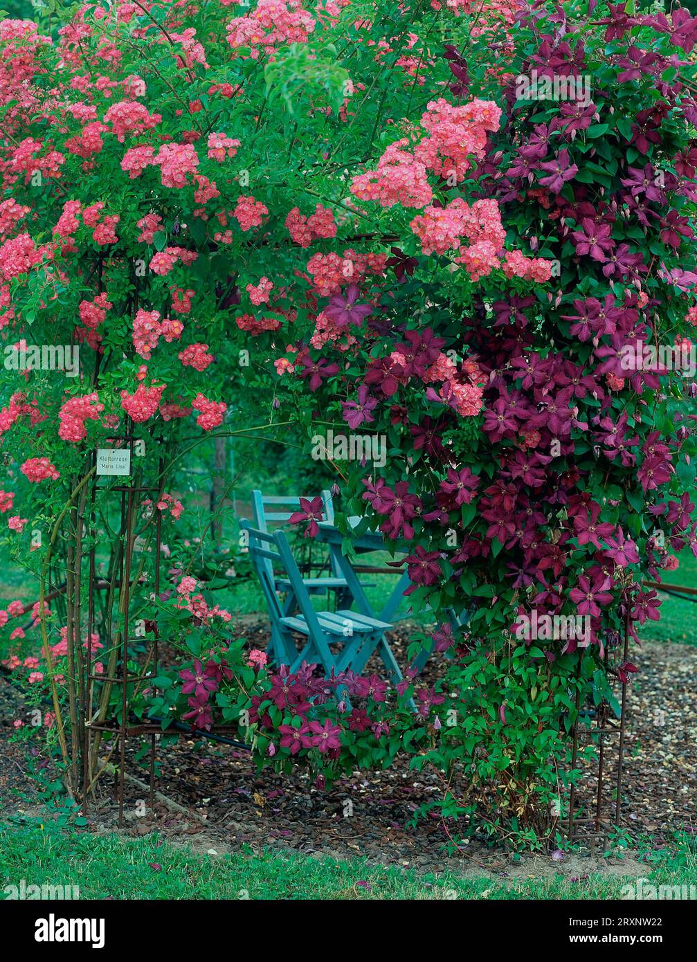 Clematis 'Anna' and climbing rose 'Maria Lisa' entwine around seating ...
