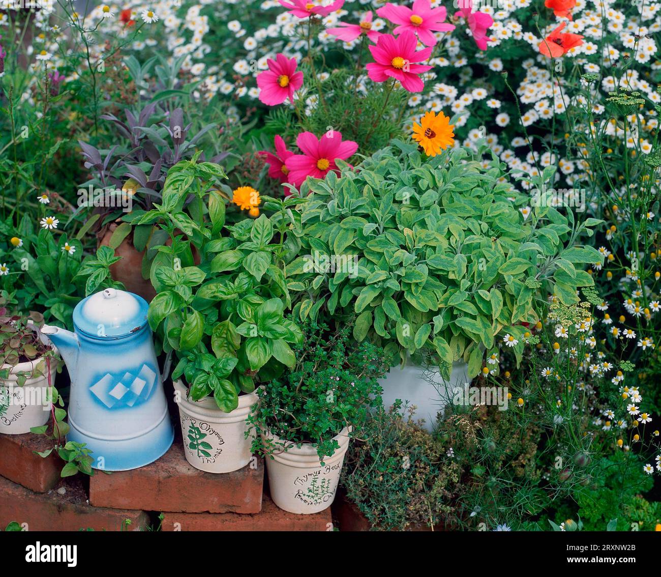 Flower pots with garden sage (Salvia officinalis), thyme, basil (Ocimum ...