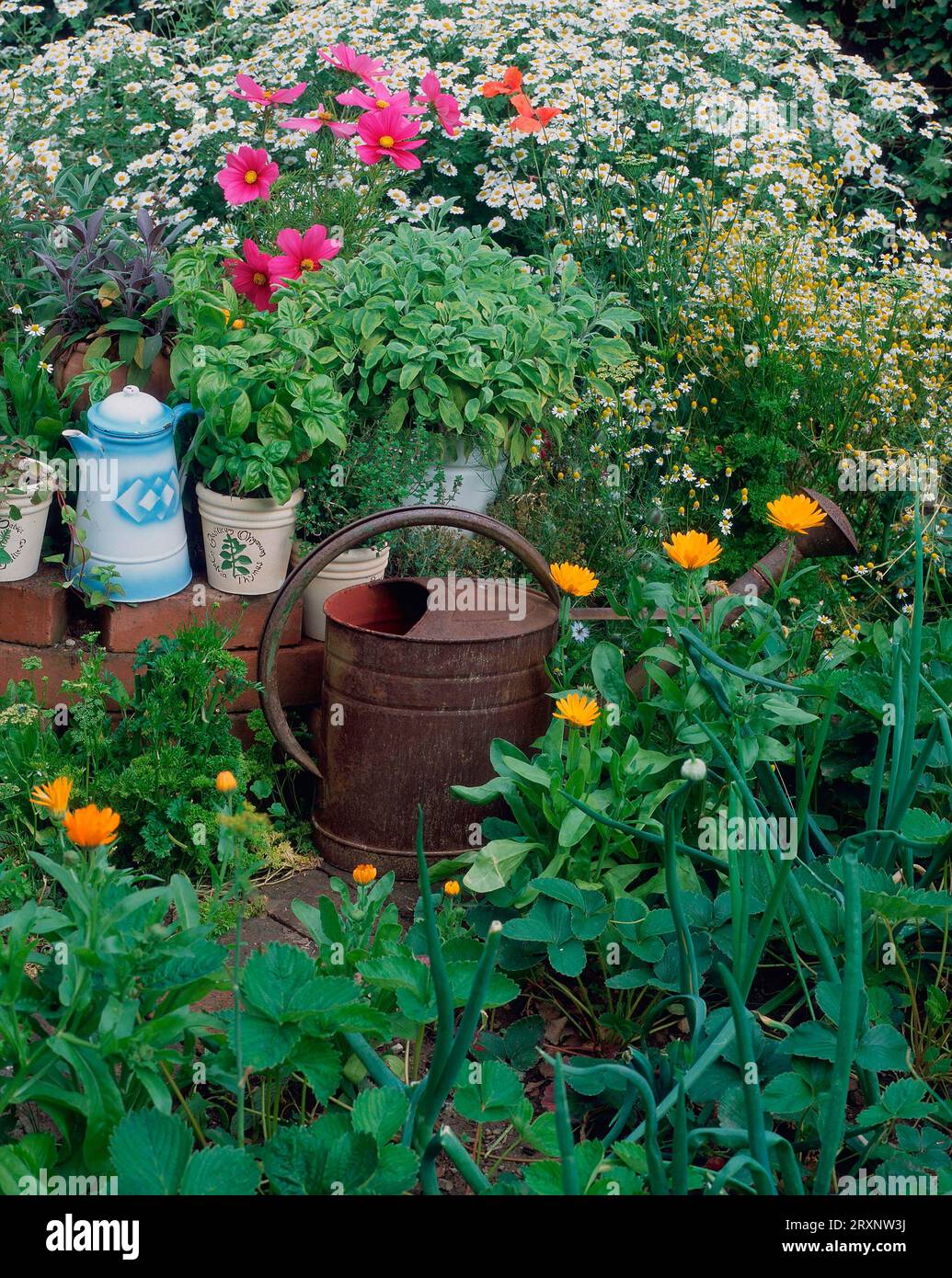 Flower pots with garden sage (Salvia officinalis), thyme, basil (Ocimum ...