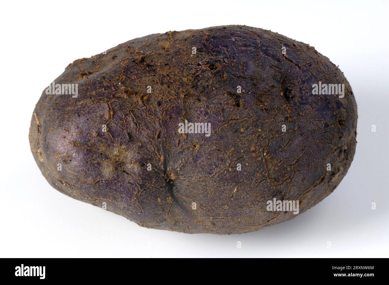 Potato Blue Salad Potato, Potato (Solanum tuberosum) Blue Salad Potato ...