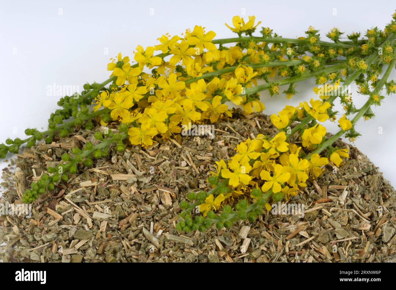 Dried Agrimony, Common agrimony (Agrimonia eupatoria), dried, Common ...
