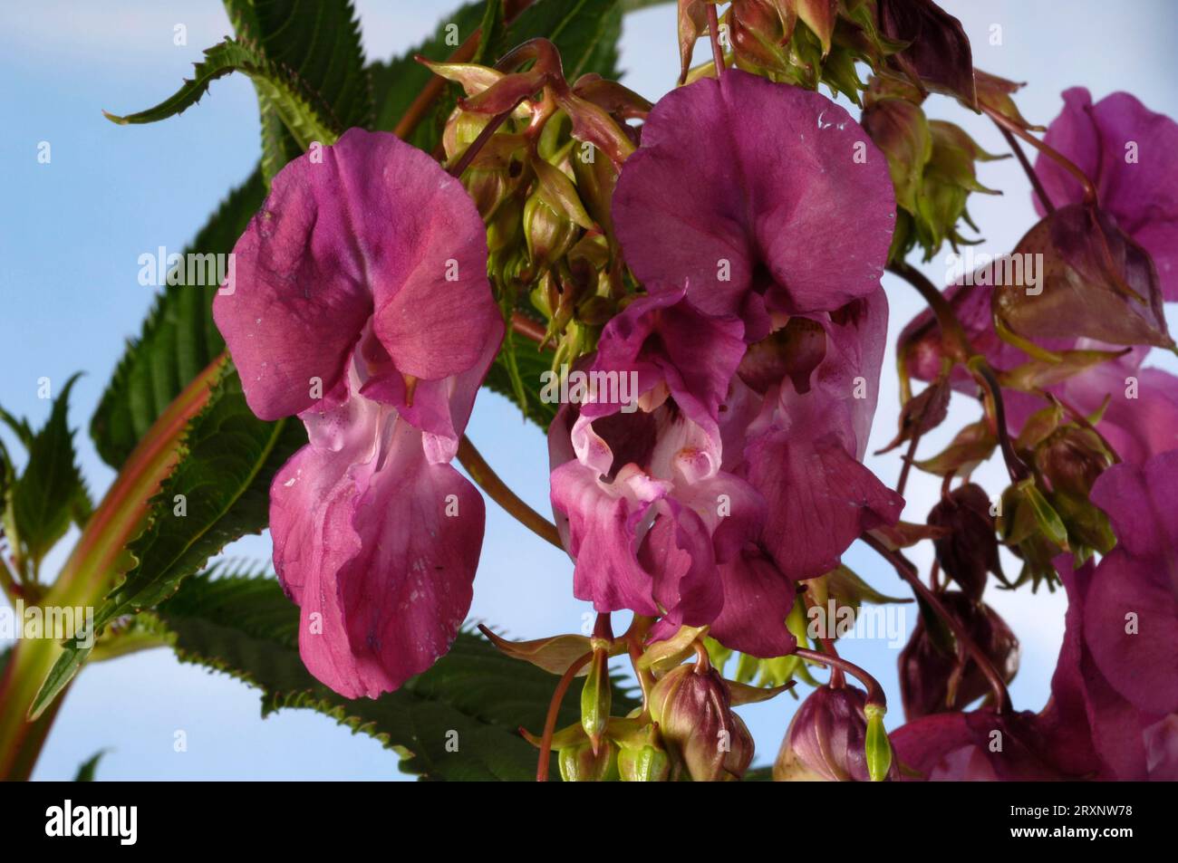 Himalayan balsam, Indian balsam (Impatiens glandulifera), glandular ...