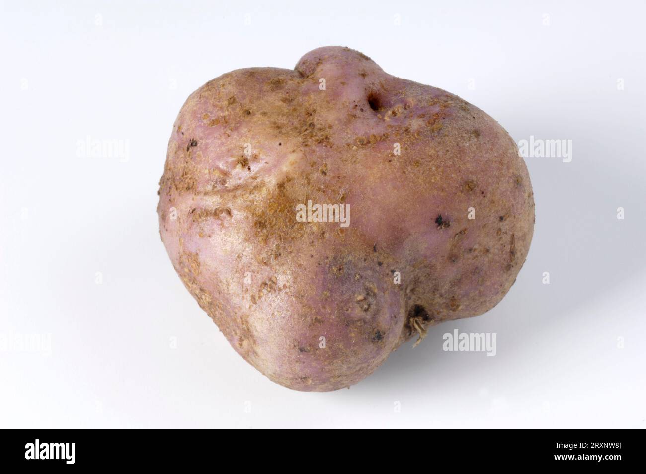 Potato skerry blue hi-res stock photography and images - Alamy
