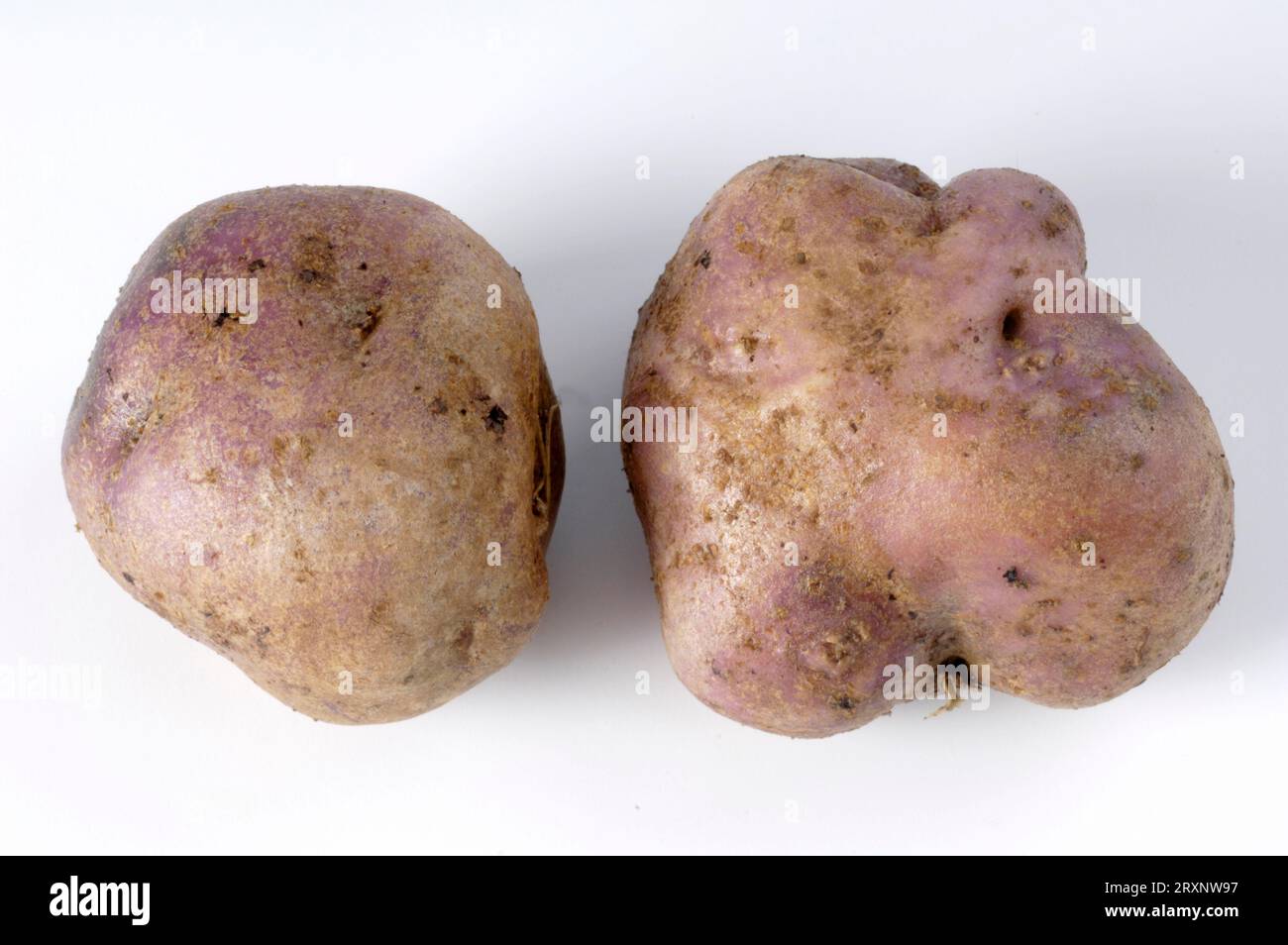 Potato skerry blue hi-res stock photography and images - Alamy