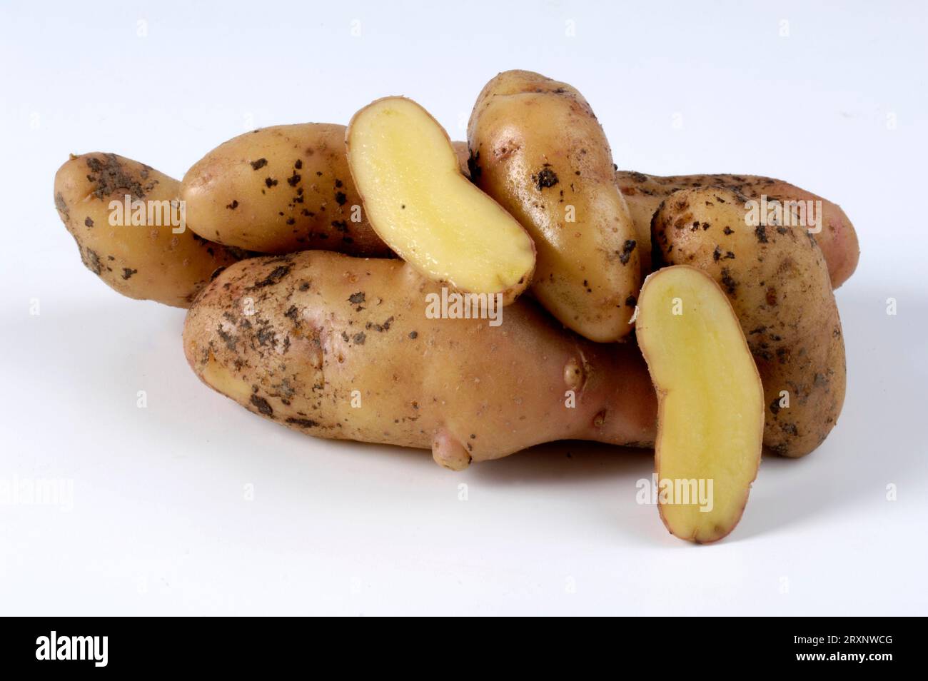 Potatoes (Solanum tuberosum) Bamberg croissant, Bamberg croissant Stock ...