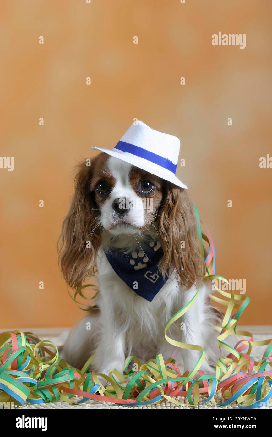 Cavalier King Charles Spaniel with Hat Stock Photo - Alamy