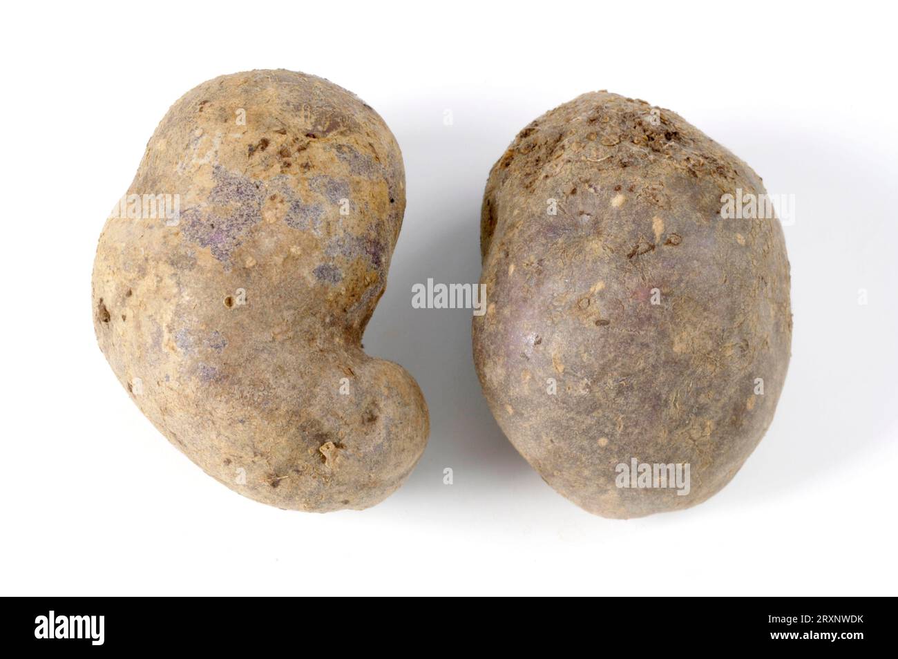 Shetland black potato hi-res stock photography and images - Alamy