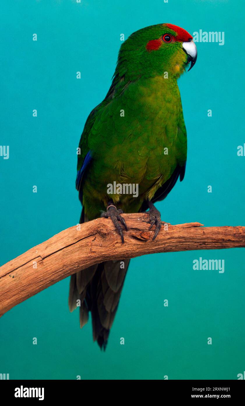 Red crowned parakeet (Cyanoramphus novaezelandiae), male Stock Photo ...