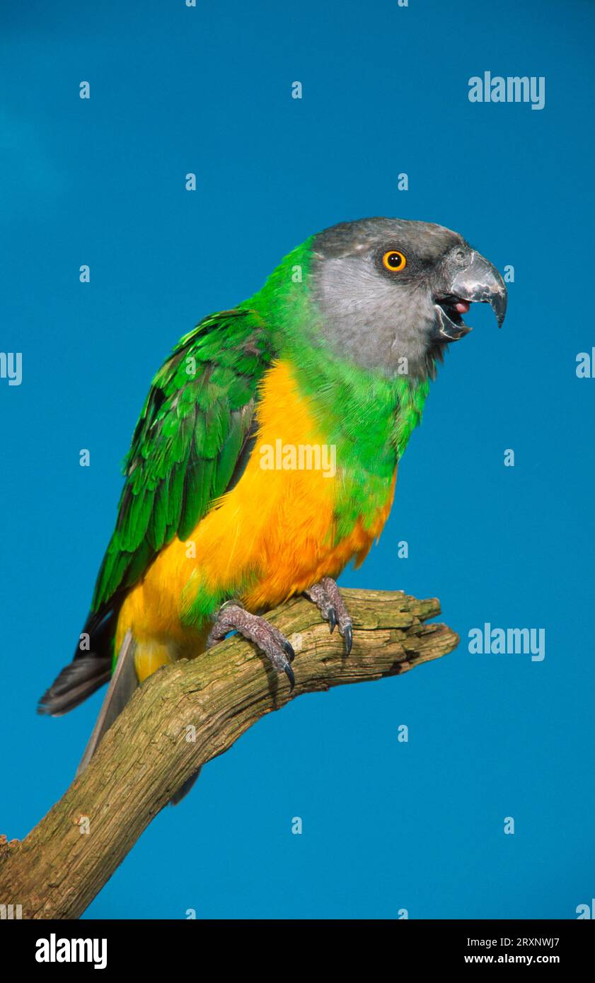 Yawn parrot hi-res stock photography and images - Alamy