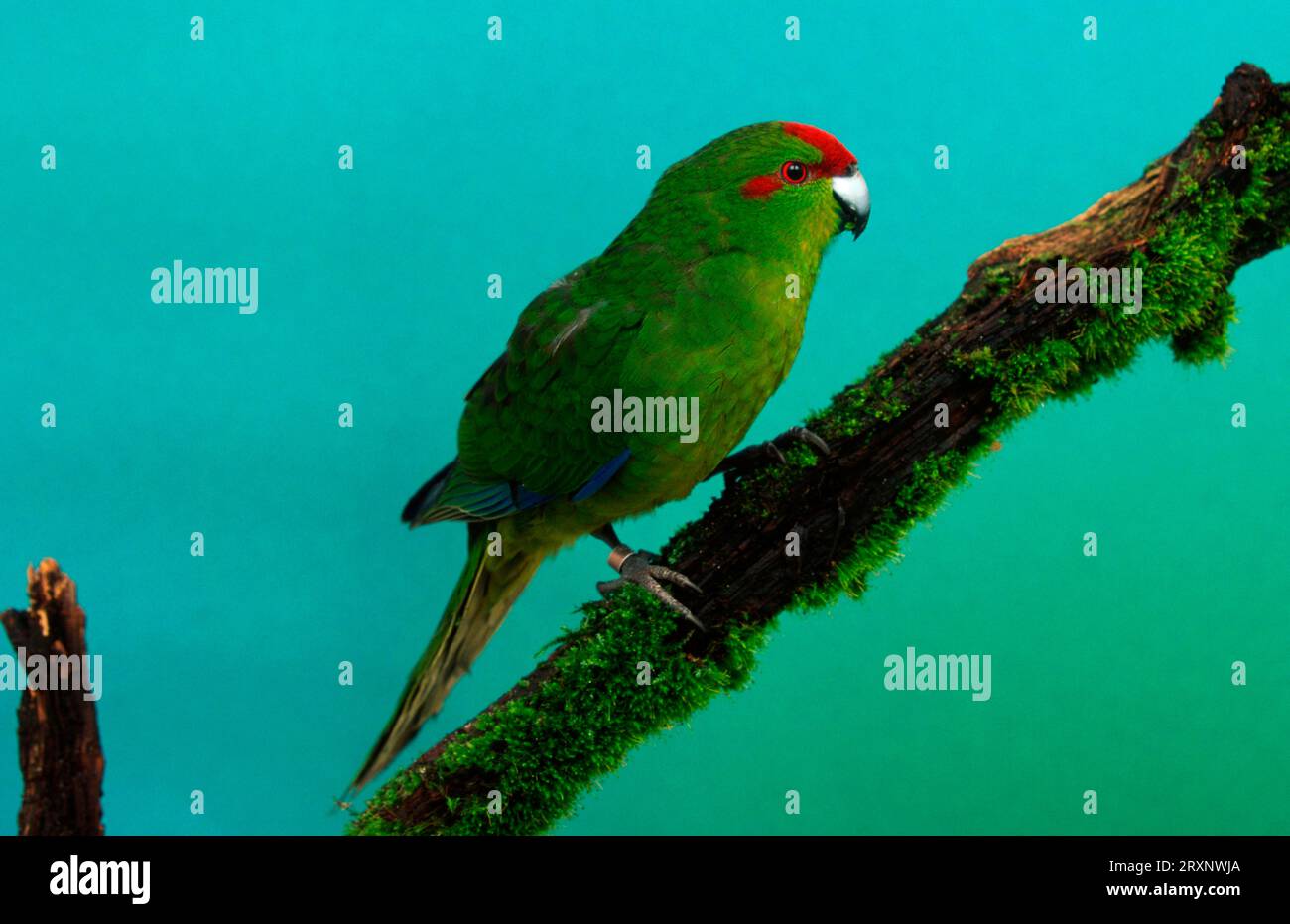 Red crowned parakeet (Cyanoramphus novaezelandiae), male Stock Photo ...