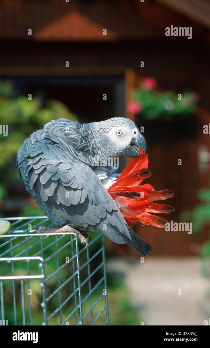 Congo african grey parrot on hi-res stock photography and images - Alamy
