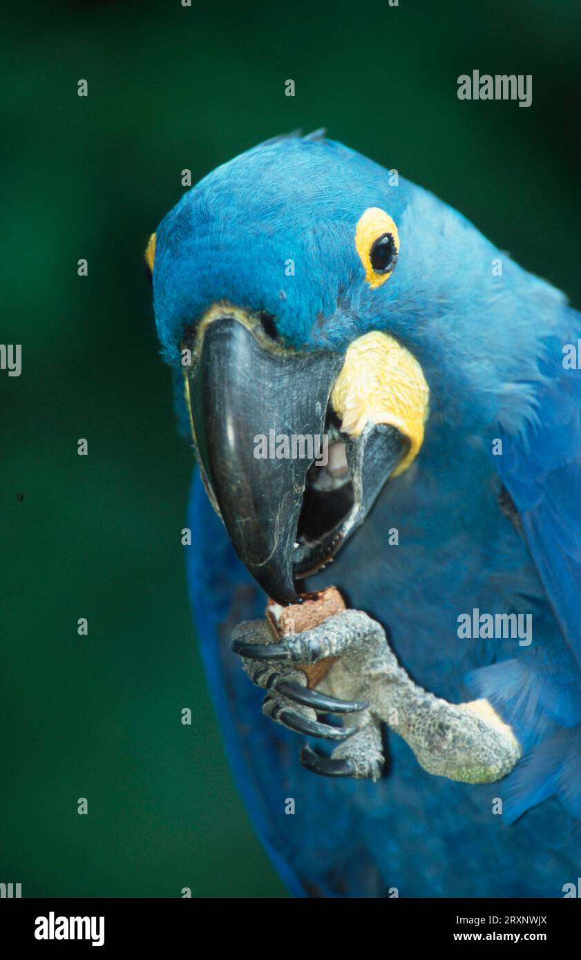 Hyacinth Macaw (Anodorhynchus hyacinthinus) eating Brazil nut, hyacinth ...