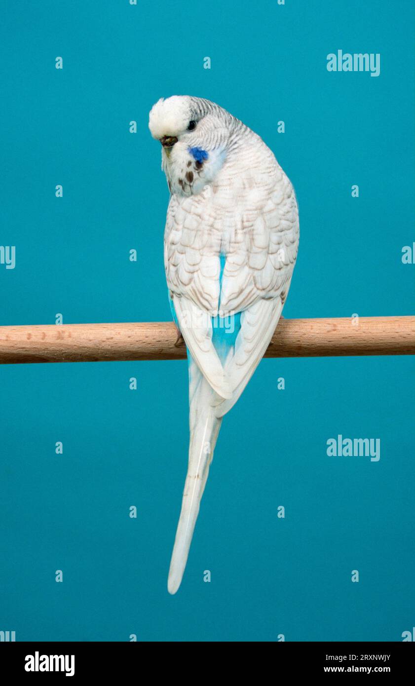 Budgerigar (Melopsittacus undulatus), female, Budgie Stock Photo - Alamy