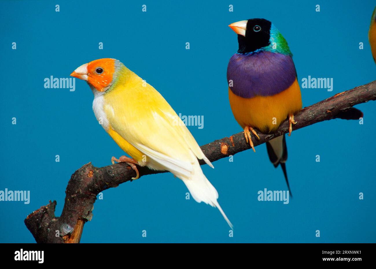 Australian Yellow Gouldian Finch