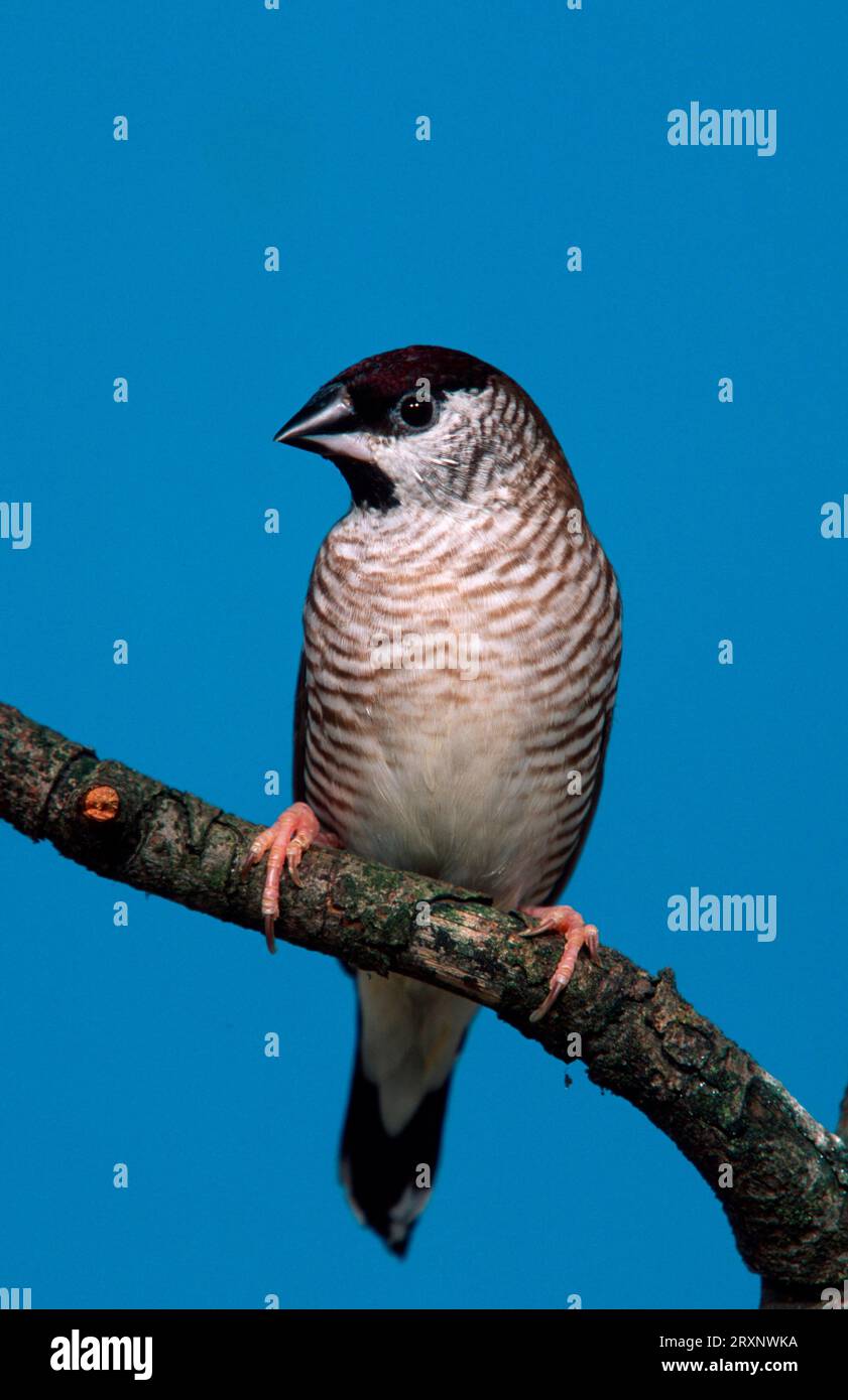 Cherry Finch, male (Aidemosyne modesta), Plum-headed Finch Stock Photo ...