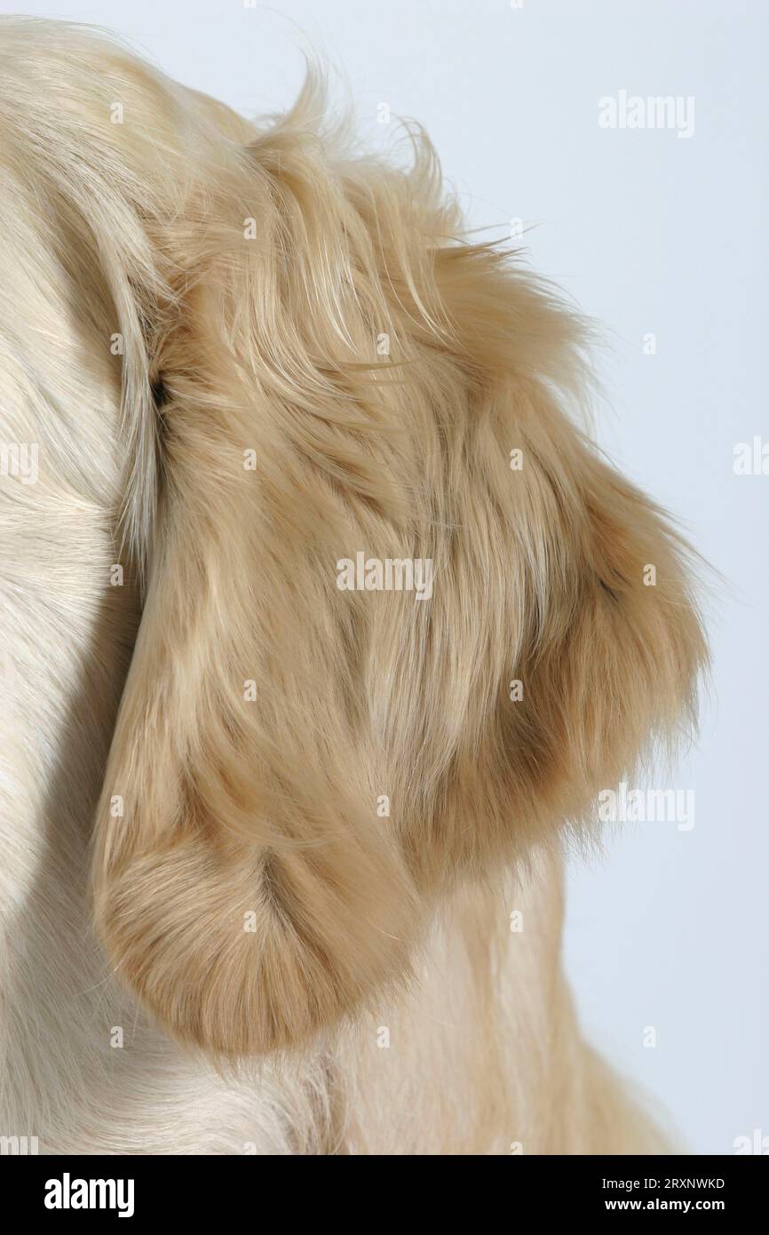 Golden ear hi-res stock photography and images - Alamy