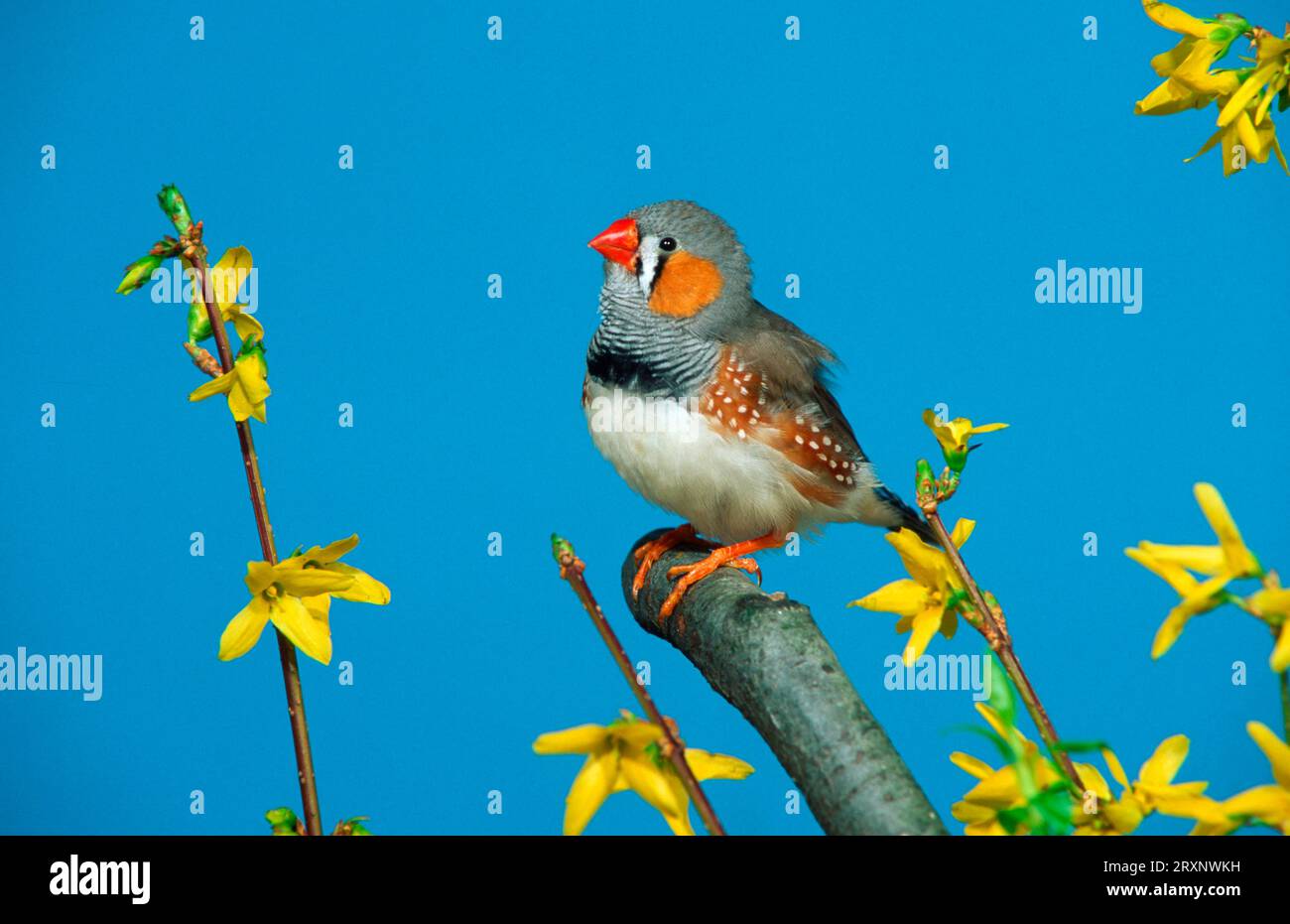 Male taeniopygia guttata hi-res stock photography and images - Alamy