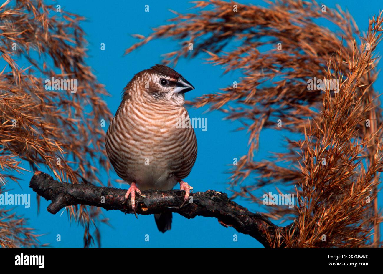 Plum headed finch hi-res stock photography and images - Alamy