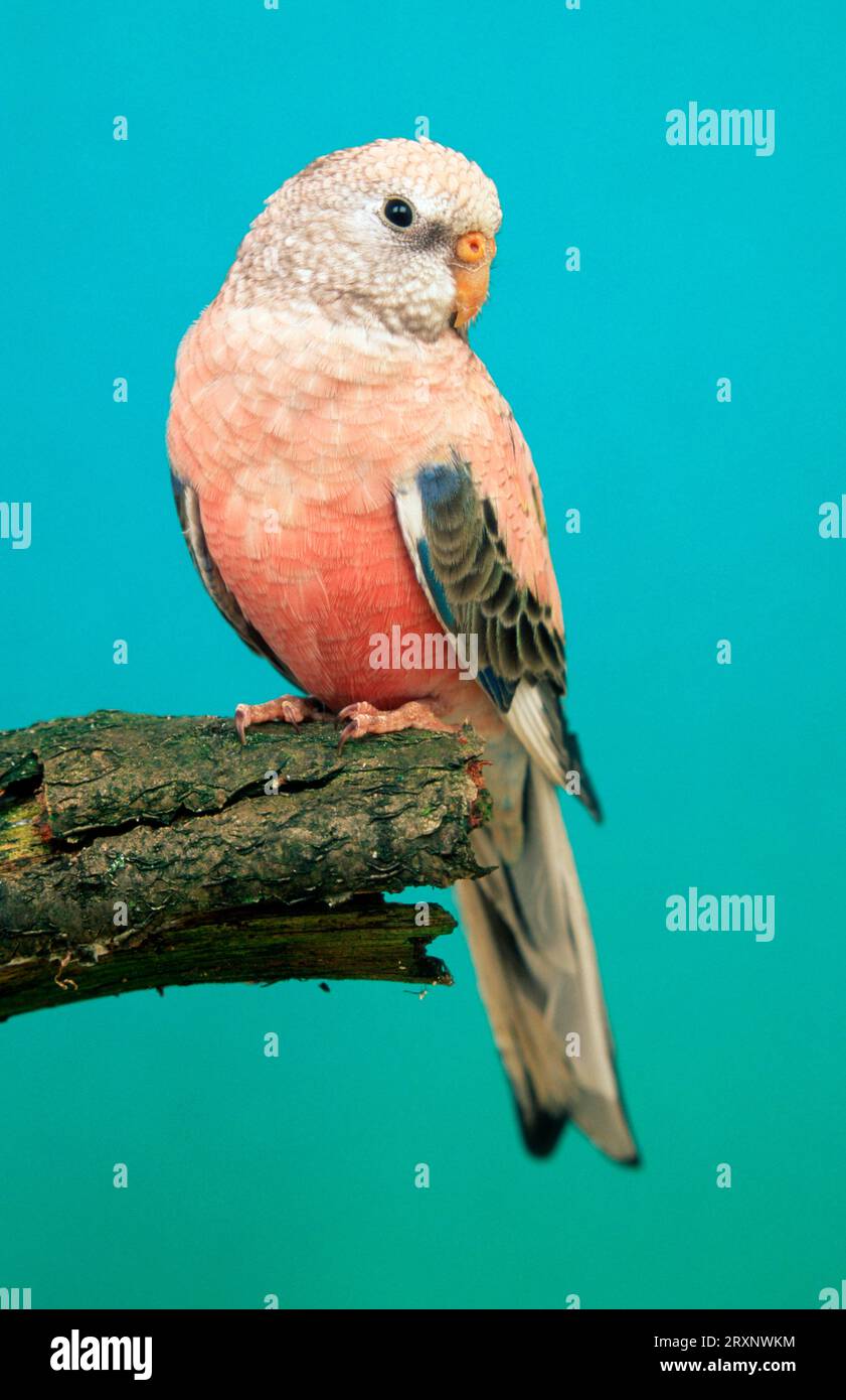 Bourke's parakeet hi-res stock photography and images - Alamy