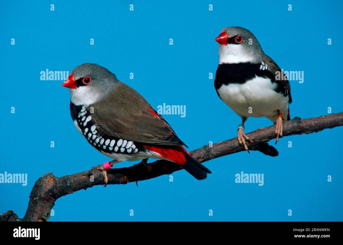 Diamond Firetails (Stagonopleura guttata), diamond firetail Stock Photo ...