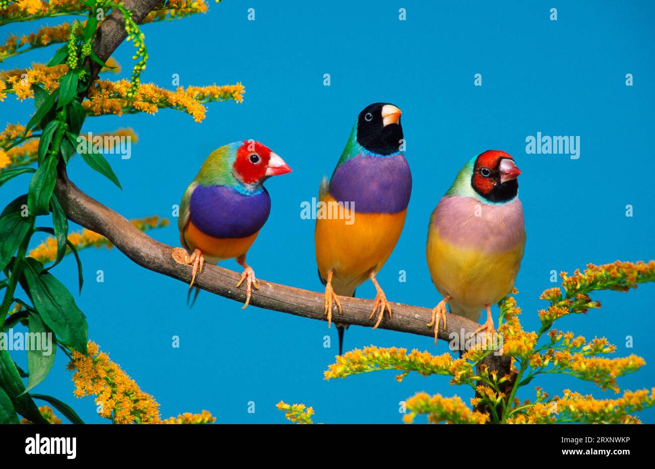 Gouldian finches (Chloebia gouldiae Stock Photo - Alamy