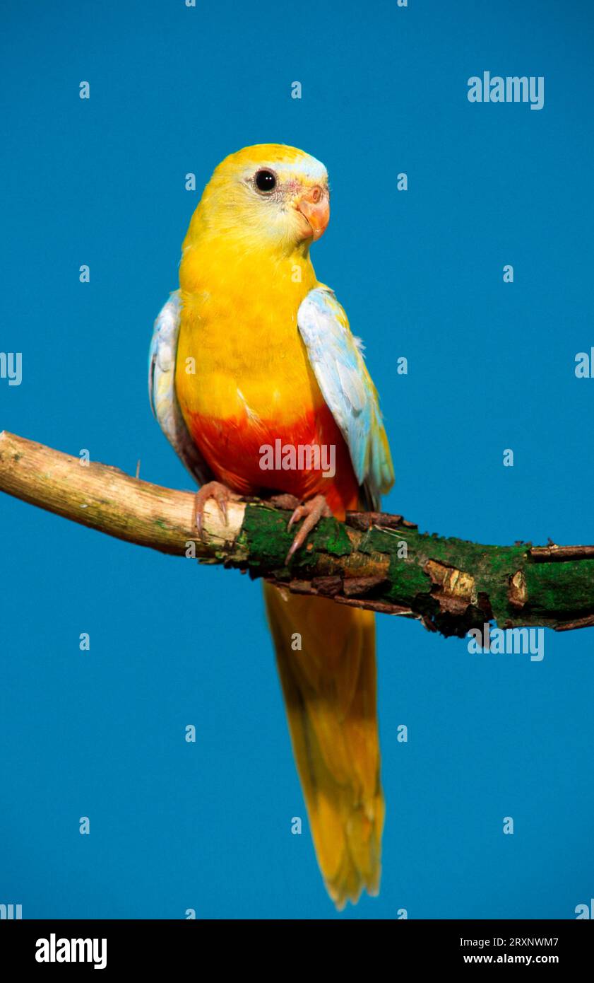 Turquoisine Parakeet (Neophema pulchella), female, yellow Stock Photo ...