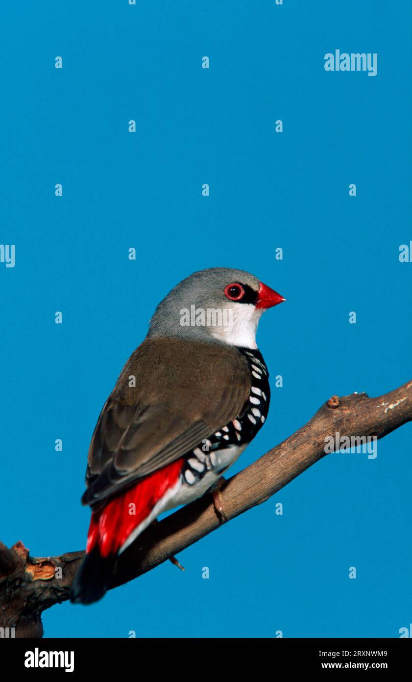 Stagonopleura guttata bird hi-res stock photography and images - Alamy